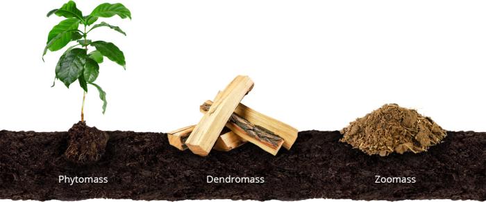 Biomass - Renewable Energy Sources - Energy Encyclopedia