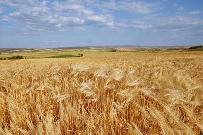 Biomass Power Plants - Renewable Energy Sources - Energy Encyclopedia